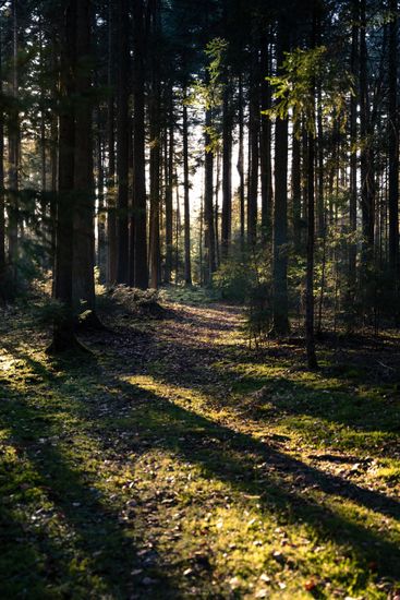 Shadows Cast By Trees Evening Sun Editorial Stock Photo - Stock Image | Shutterstock