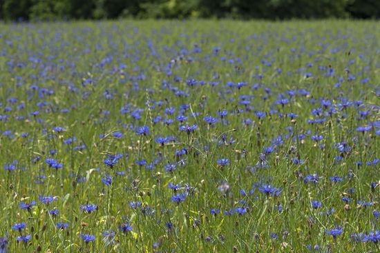 Flowering Cornflower Centaurea Cyanus Bavaria Germany Editorial Stock ...