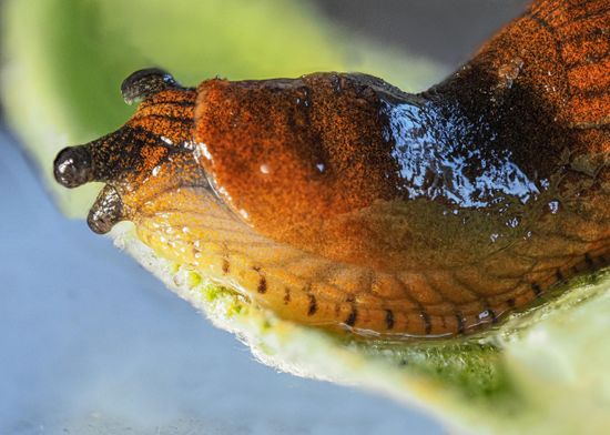 Small Nudibranch On Sage Leaf Macro Editorial Stock Photo - Stock Image ...