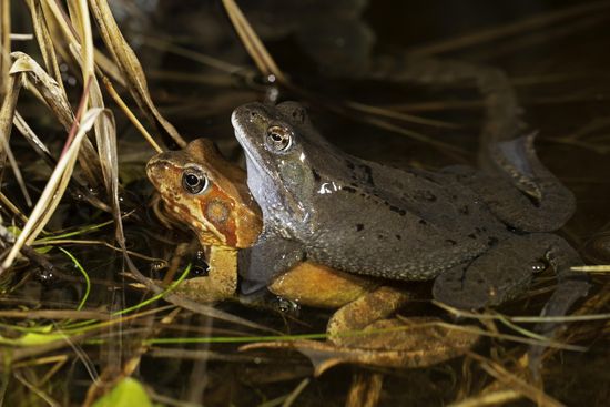 Common Frog Rana Temporaria Pair Amplexus Editorial Stock Photo - Stock ...