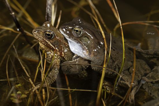 Common Frog Rana Temporaria Pair Amplexus Editorial Stock Photo - Stock ...