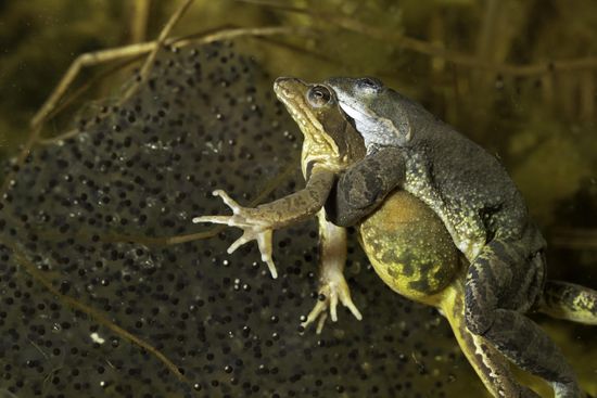 Common Frog Rana Temporaria Pair Amplexus Editorial Stock Photo - Stock ...