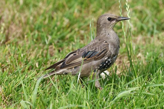 Juvenile Common Starling Sturnus Vulgaris Meadow Editorial Stock Photo ...
