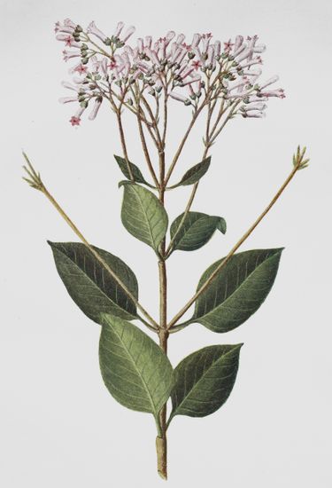 Red Cinchona Tree Cinchona Pubescens Digitally Editorial Stock Photo ...