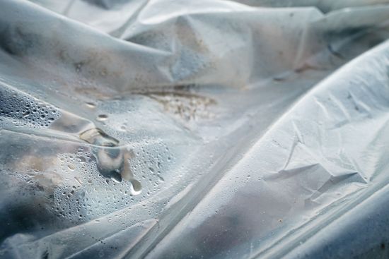 Dead Fish Collected Transparent Tarp Lebus Editorial Stock Photo ...