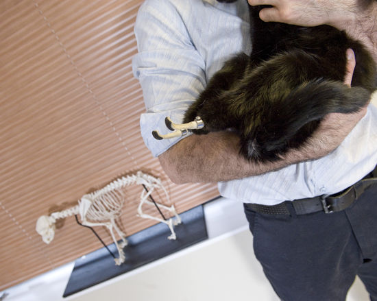 Bionic Vet Noel Fitzpatrick Oscar Cat Editorial Stock Photo - Stock ...