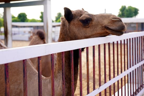 Herd Camels Camel Research Farm Bikaner Editorial Stock Photo - Stock ...