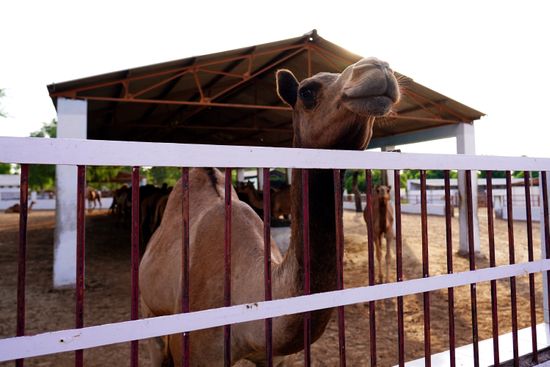 Herd Camels Camel Research Farm Bikaner Editorial Stock Photo - Stock ...