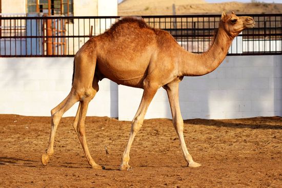 Herd Camels Camel Research Farm Bikaner Editorial Stock Photo - Stock ...