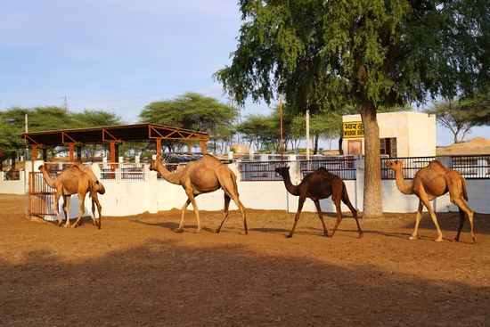 Herd Camels Camel Research Farm Bikaner Editorial Stock Photo - Stock ...