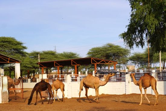 Herd Camels Camel Research Farm Bikaner Editorial Stock Photo - Stock ...