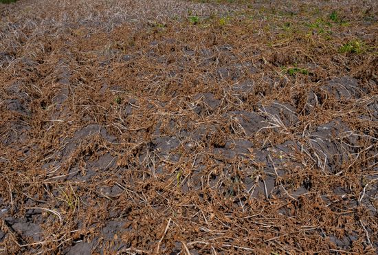 Drought Damaged Potatoes Plants Caused By Editorial Stock Photo - Stock ...