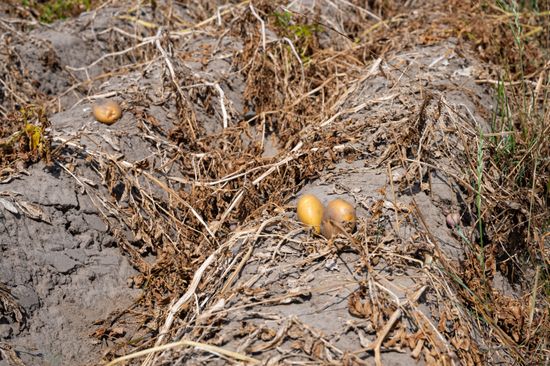 Drought Damaged Potatoes Plants Caused By Editorial Stock Photo - Stock ...