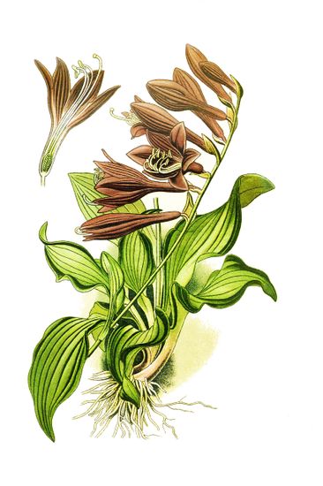 Ovata Plantain Lily Funkia Hosta Plantain Editorial Stock Photo - Stock ...