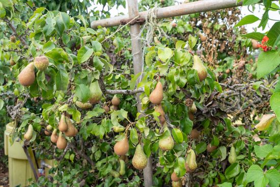 Parched Looking Pear Tree Gardeners Allotments Editorial Stock Photo ...