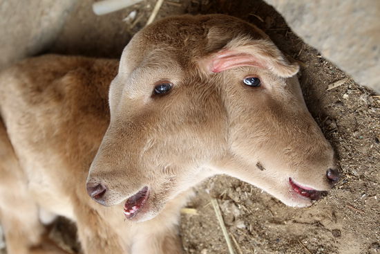 Twoheaded Calf Editorial Stock Photo - Stock Image | Shutterstock