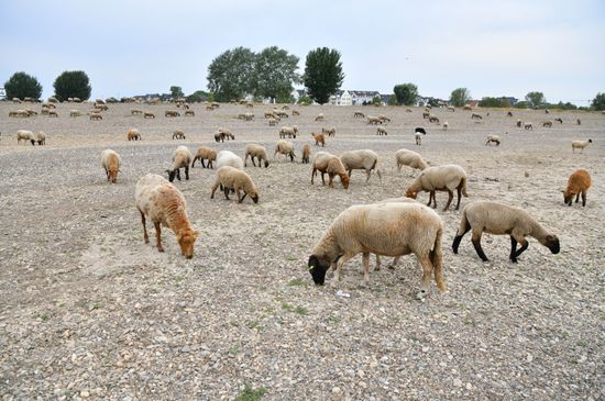 Flocks Sheep Forage On Bank River Editorial Stock Photo - Stock Image ...