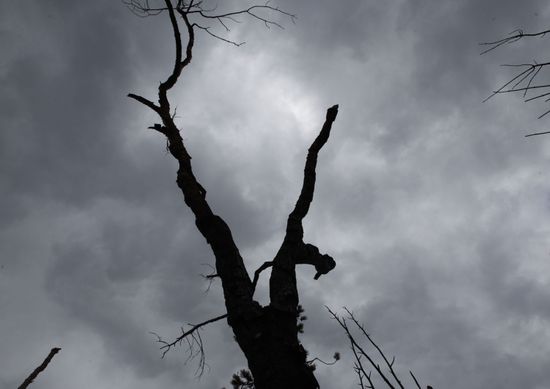 Dead Burned Tree Shows Damage Long Editorial Stock Photo - Stock Image ...