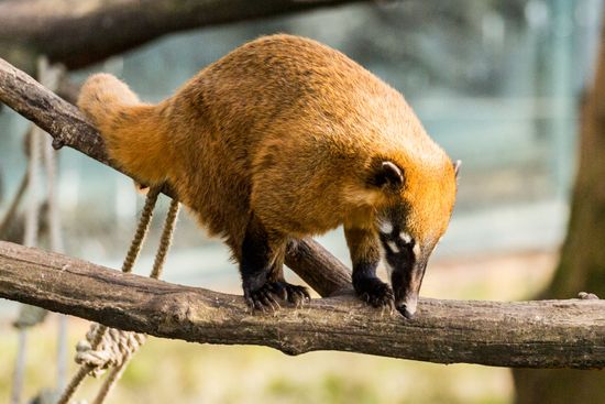 South American Coati Coatis Roux Zooparc Editorial Stock Photo - Stock ...