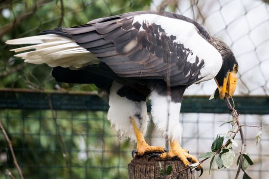 Steeler Sea Eagle Pygargues De Steller Editorial Stock Photo - Stock ...