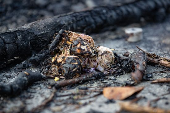 Burned Roses Found After Battle Between Editorial Stock Photo - Stock ...