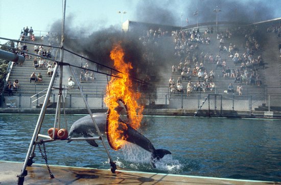 Dolphin Jumping Through Ring Fire Editorial Stock Photo - Stock Image ...