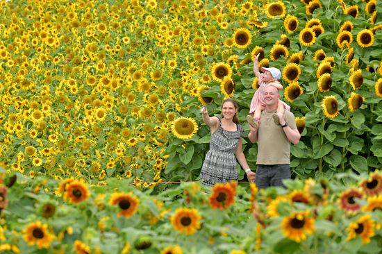 Sunflowers Display Brightens South Coast Annaliese Editorial Stock ...