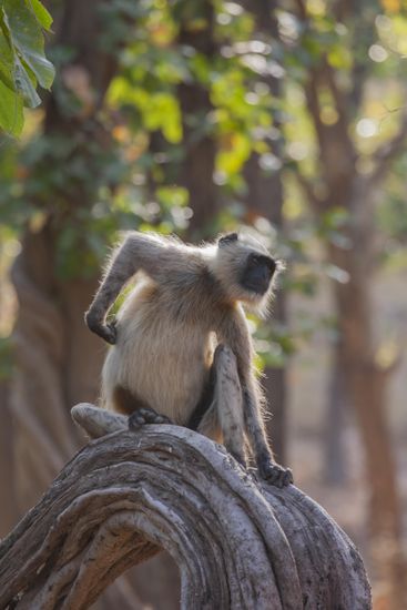 Gray Langur Semnopithecus Entellus Monkey Adult Editorial Stock Photo ...
