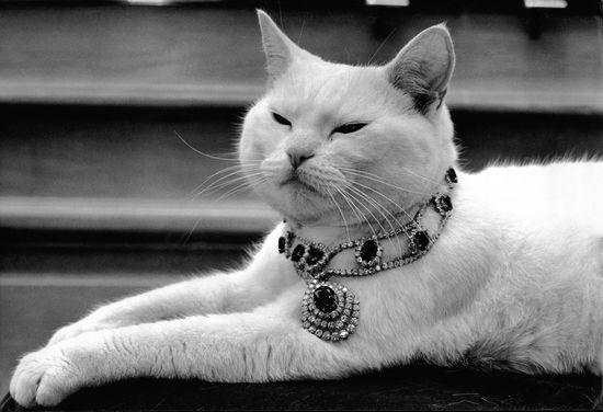 Arthur Cat Wearing A1 Million Diamond Editorial Stock Photo - Stock ...