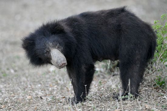 Female Ceylon Sloth Bear Melursus Ursinus Editorial Stock Photo - Stock ...