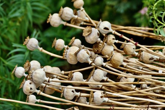 Greys Court Gardeners Pull Out Plants Editorial Stock Photo - Stock ...