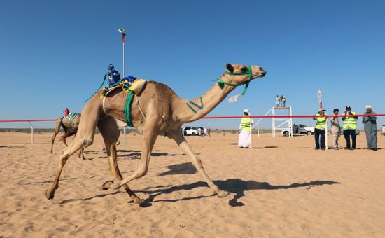Camel Robotic Jockey Competes Egyptian Camel Editorial Stock Photo ...