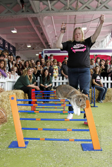 Rabbits Showjumping Rabbit Jumping Competition London Editorial Stock ...