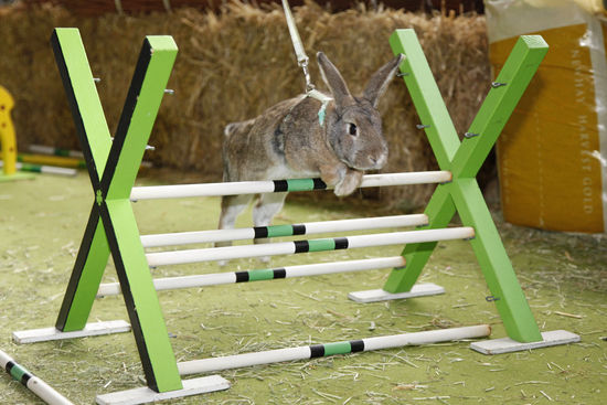 Rabbits Showjumping Rabbit Jumping Competition London Editorial Stock ...