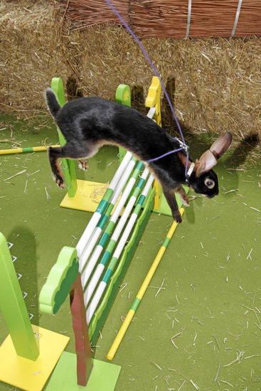 Rabbits Showjumping Rabbit Jumping Competition London Editorial Stock ...
