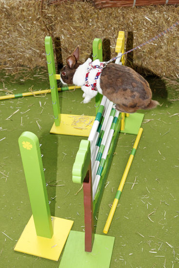 Rabbits Showjumping Rabbit Jumping Competition London Editorial Stock ...