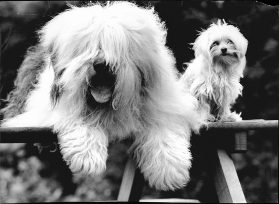 Duke Old English Sheepdog Dulux Tv Editorial Stock Photo - Stock Image ...