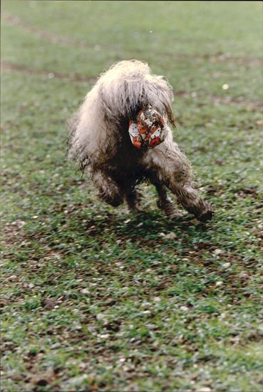 Old English Sheepdog Thomas Dulux Dog Editorial Stock Photo - Stock ...