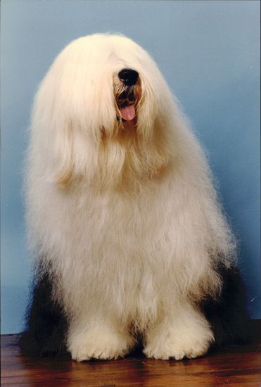 Old English Sheepdog Thomas Dulux Dog Editorial Stock Photo - Stock ...
