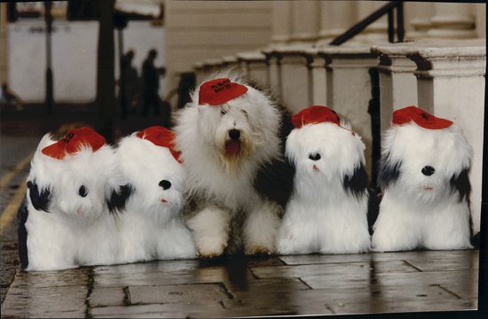 Dylan Old English Sheepdog Dulux Tv Editorial Stock Photo - Stock Image ...