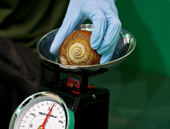 Keeper Weighs Snail During Annual Weighin Editorial Stock Photo - Stock ...