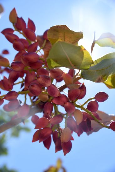 Pistachio Trees Seen Maan Hama Central Editorial Stock Photo - Stock ...