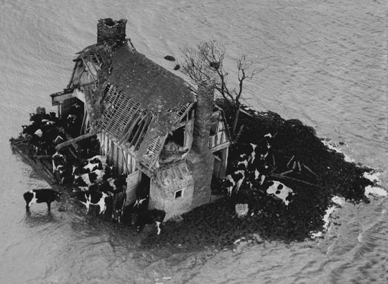 Floods Thames Estuary Cattle Huddle Together Editorial Stock Photo ...