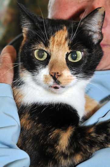 Sue Beeson Cat Fairy Fey Editorial Stock Photo - Stock Image | Shutterstock