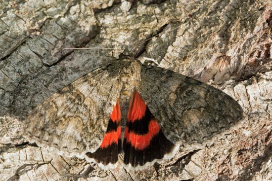 Red Underwing Butterfly Open Wings Sitting Editorial Stock Photo ...