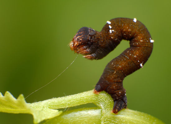 Inchworm Rears Called Measuring Worms Spanworms Editorial Stock Photo ...