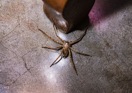 Young Female Huntsman Heteropoda Venatoria Spider Editorial Stock Photo ...