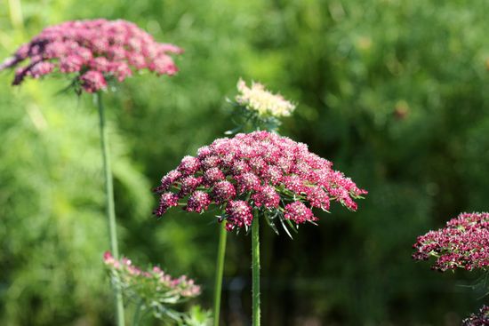 Pink Burgundy Dara Ammi False Queen Editorial Stock Photo - Stock Image ...
