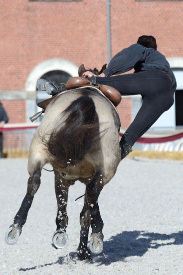Le Cascadeur Equestre Mario Luraschi Et Editorial Stock Photo - Stock ...
