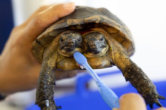 Janus Twoheaded Greek Turtle Washed Toothbrush Editorial Stock Photo ...